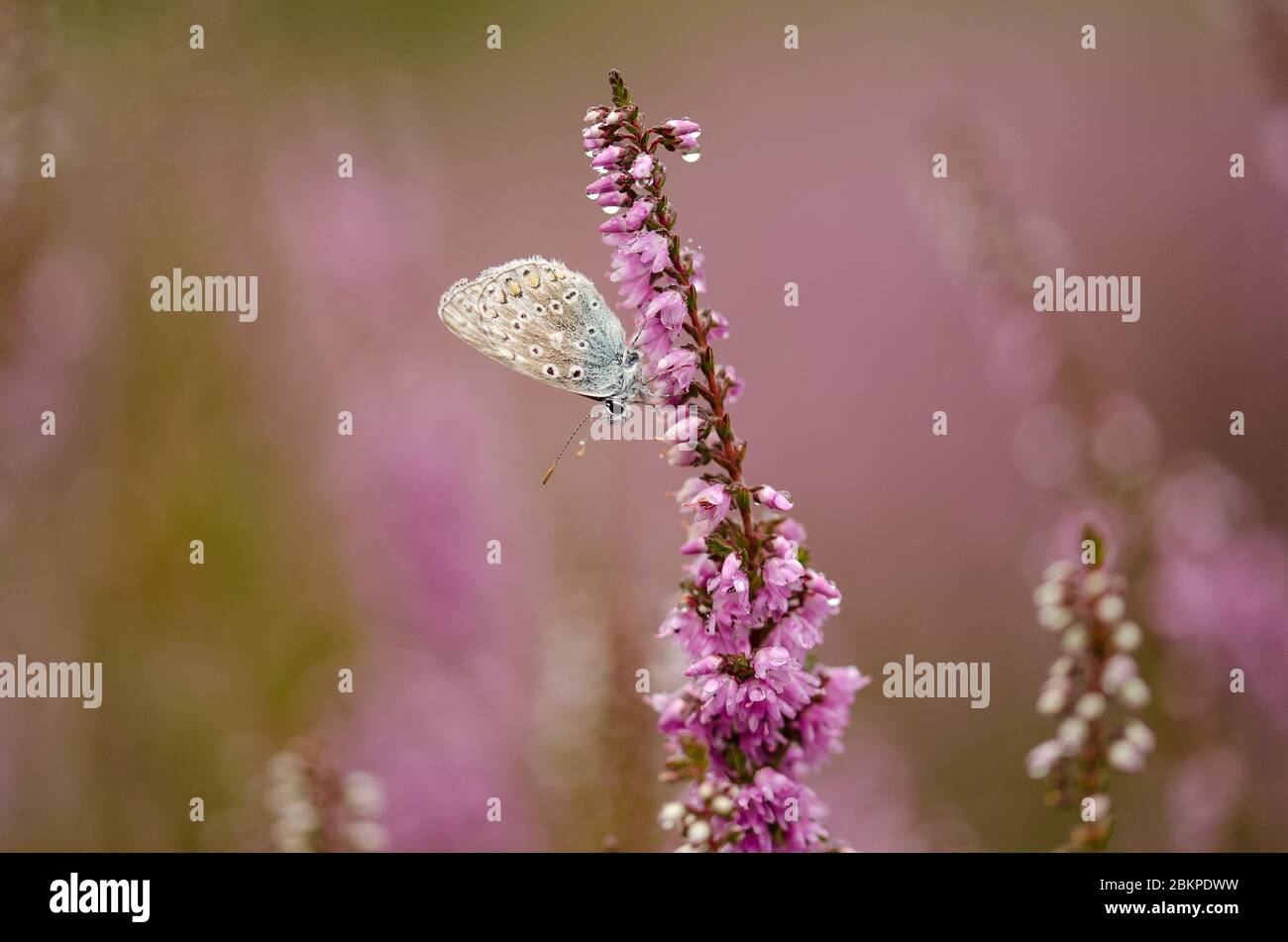 Common Blue butterfly roosting on pink heather spike with soft ...