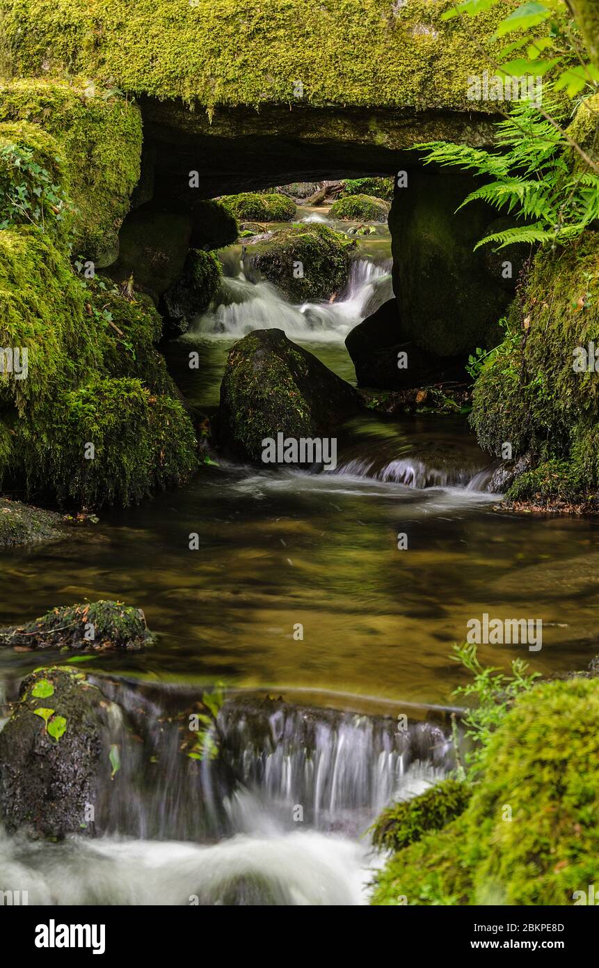 Small stone tunnel covered in moss & ferns with a clear stream running ...