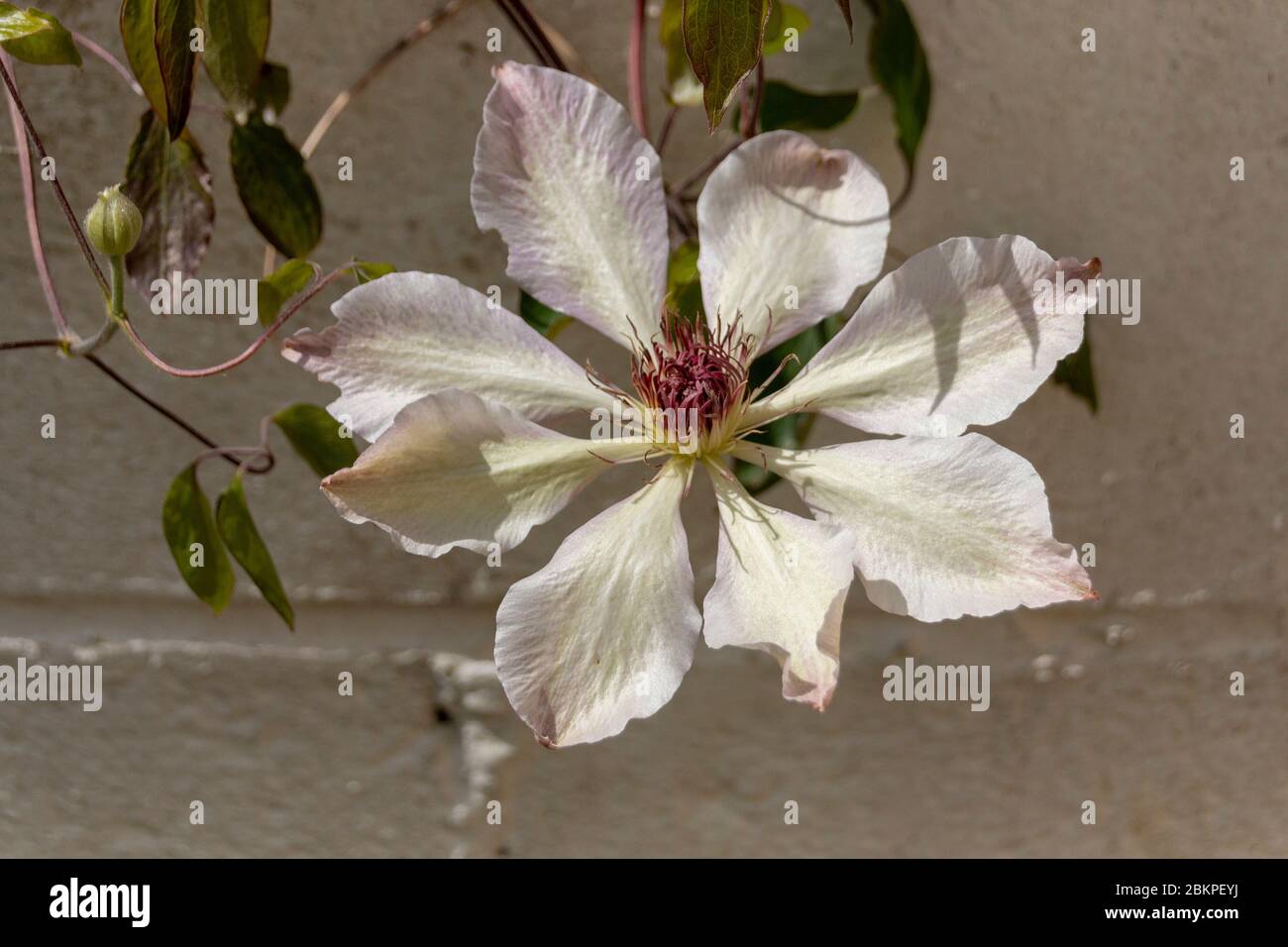 a close up view of a pretty open white flower hanging from a vine Stock ...
