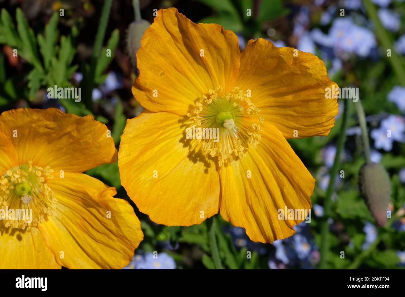 Small Yellow Poppies, Maconopsis Cambrica, Welsh Poppy, Cheshire ...