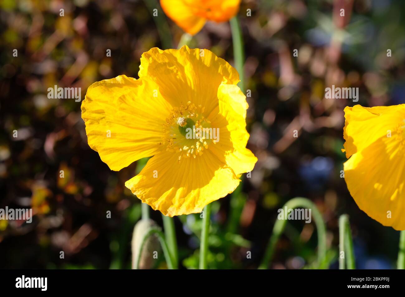 Small Yellow Poppies, Maconopsis Cambrica, Welsh Poppy, Cheshire ...