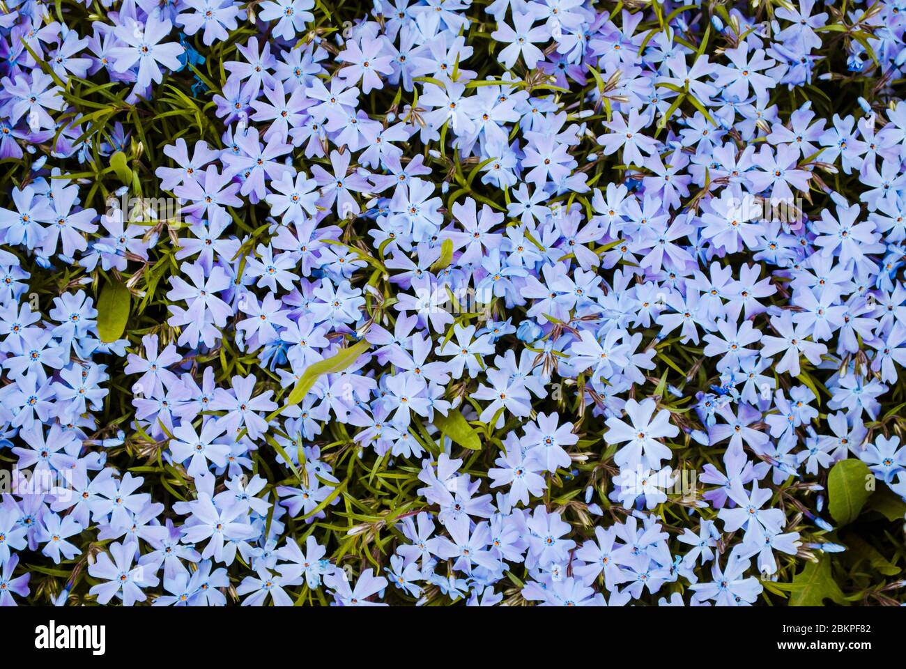 Blue flowers closeup hi-res stock photography and images - Alamy