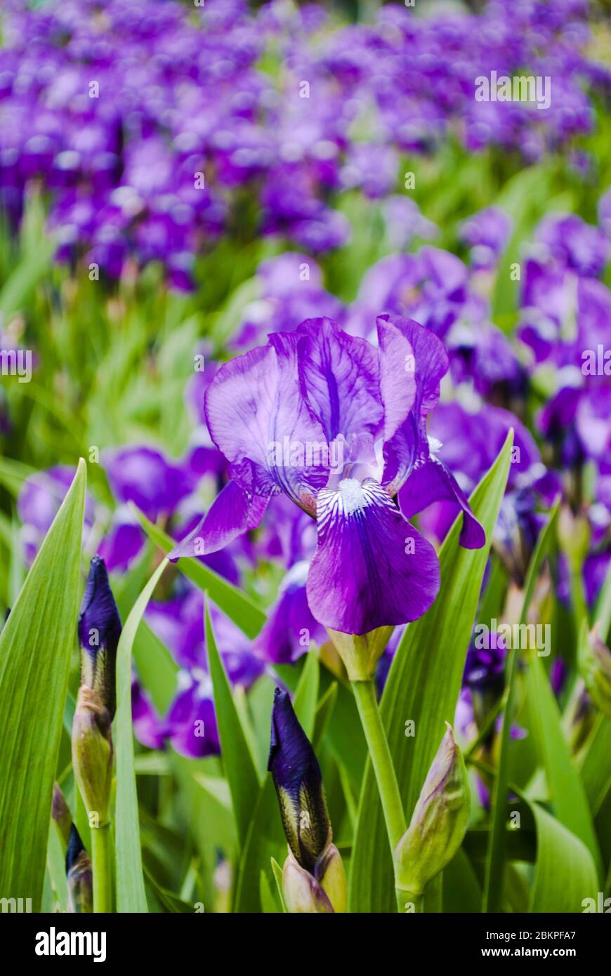 Purple clover flowers grow in hi-res stock photography and images - Alamy
