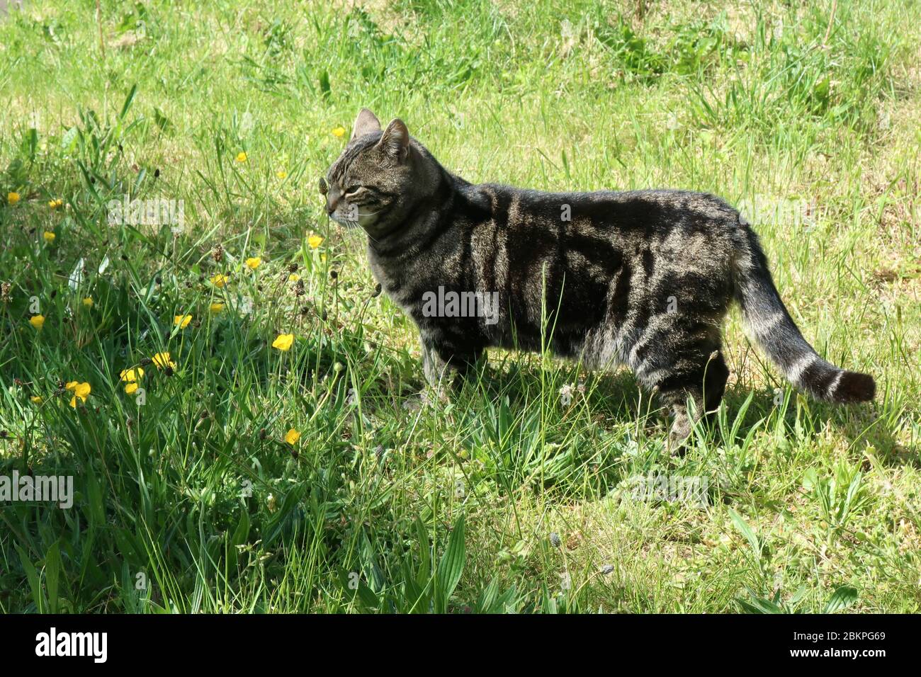 Male tom tabby cat hi-res stock photography and images - Alamy