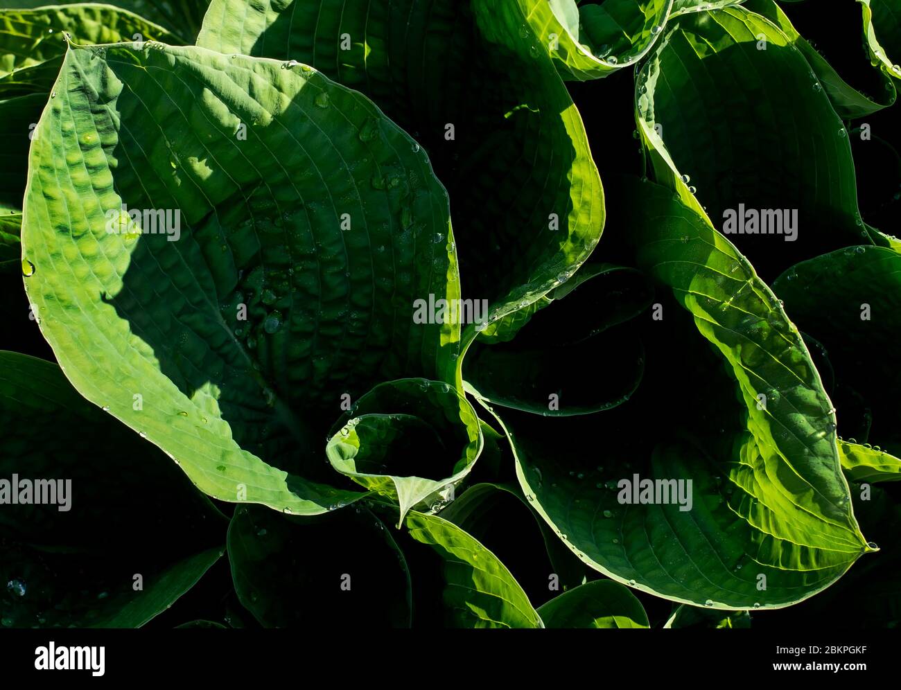 Deep ridges High Resolution Stock Photography and Images - Alamy