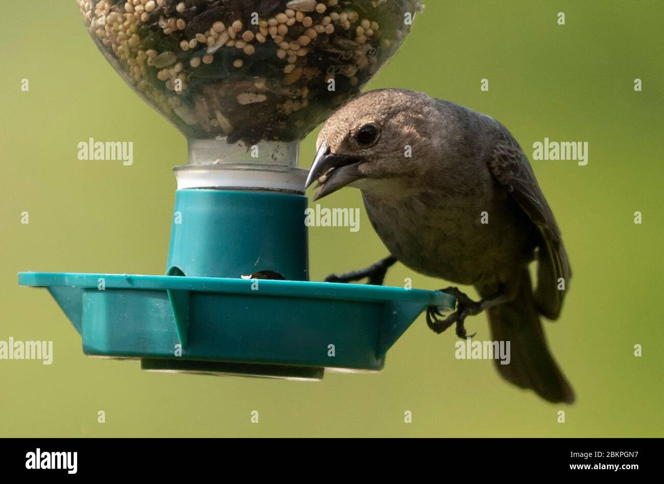 Female catbird hi-res stock photography and images - Alamy