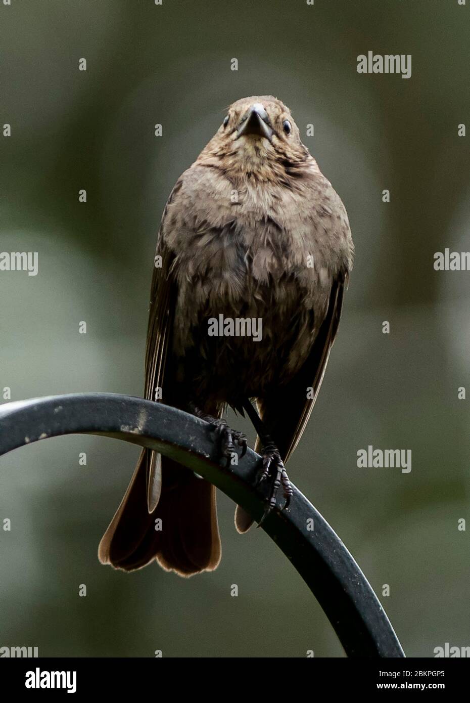 Female catbird hi-res stock photography and images - Alamy
