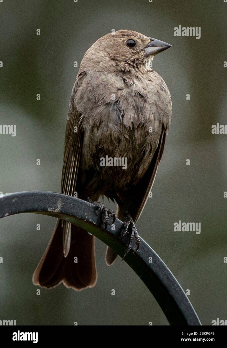 Female Catbird High Resolution Stock Photography and Images - Alamy