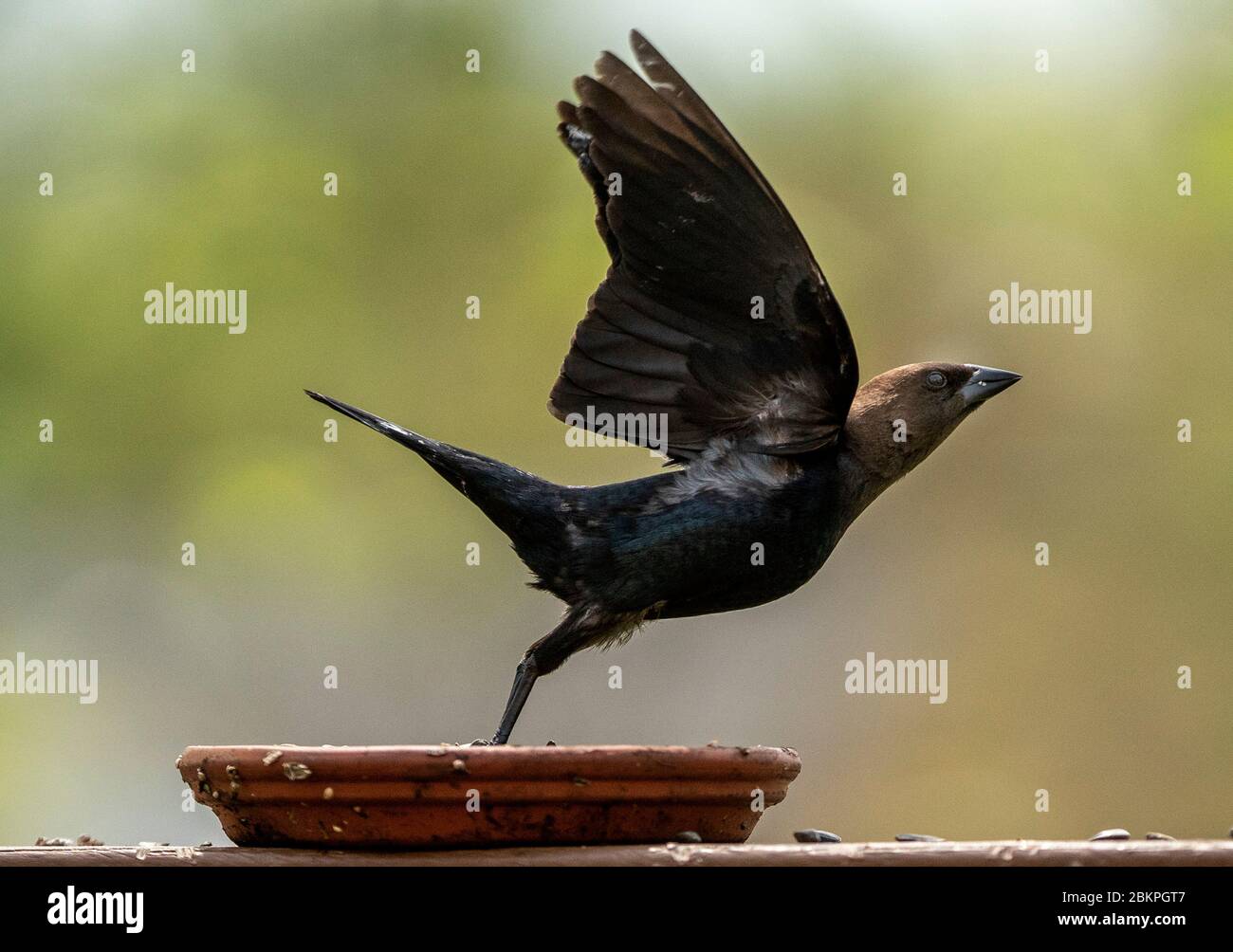 Female Catbird High Resolution Stock Photography and Images - Alamy