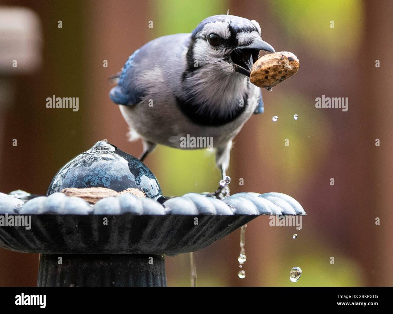 One big nut Stock Photo - Alamy