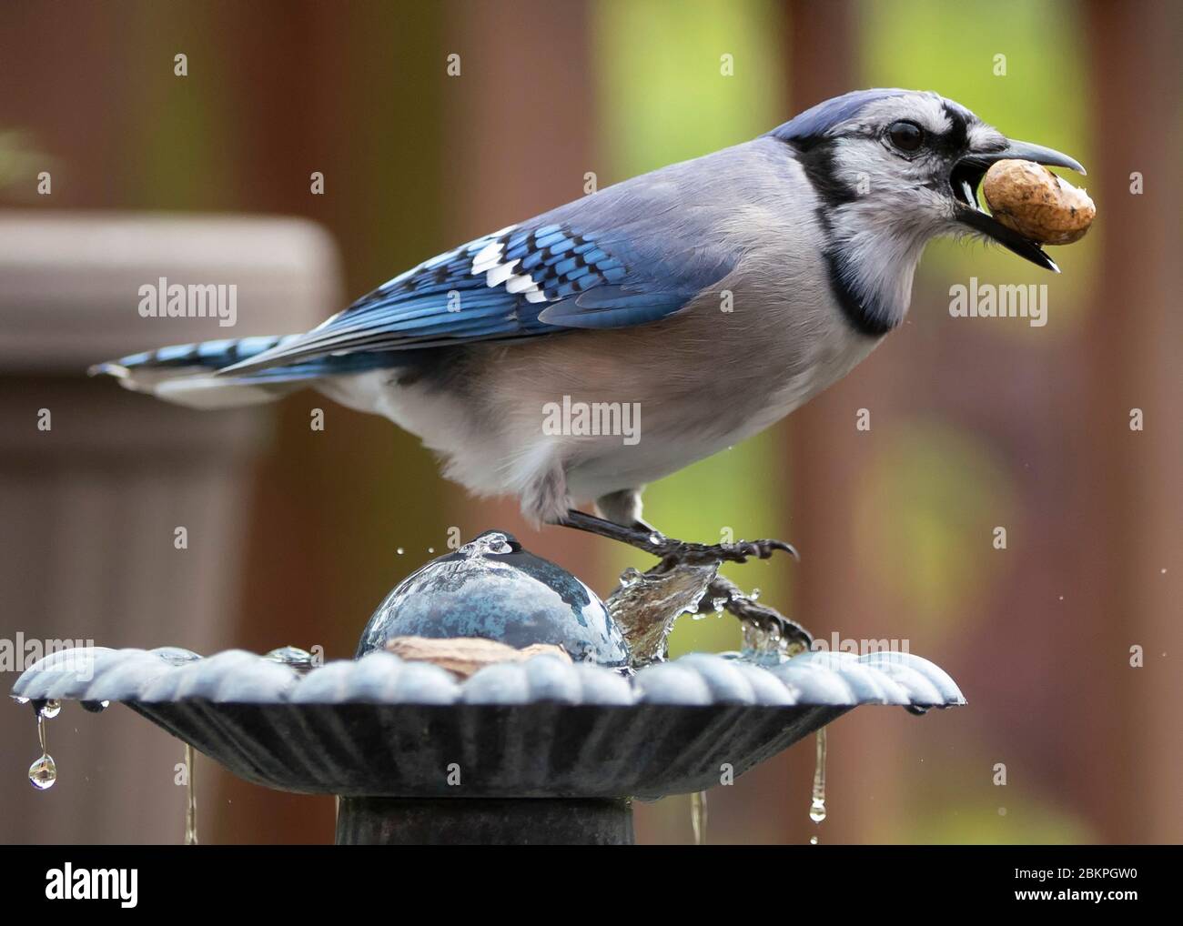 Nut catcher hi-res stock photography and images - Alamy