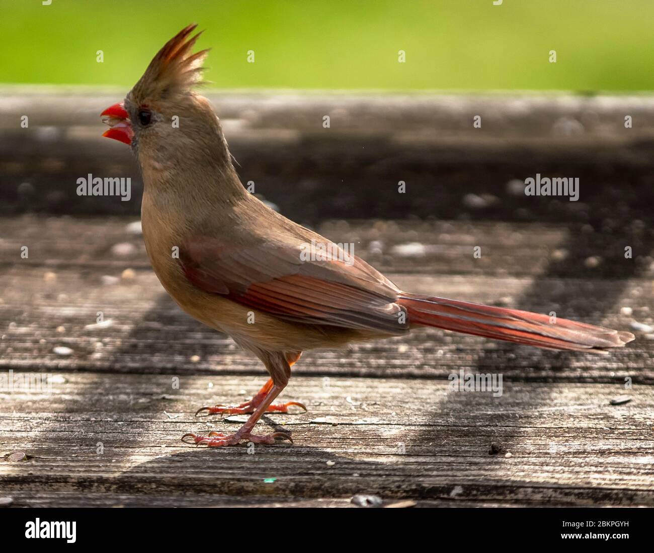 Deck hand hi-res stock photography and images - Alamy