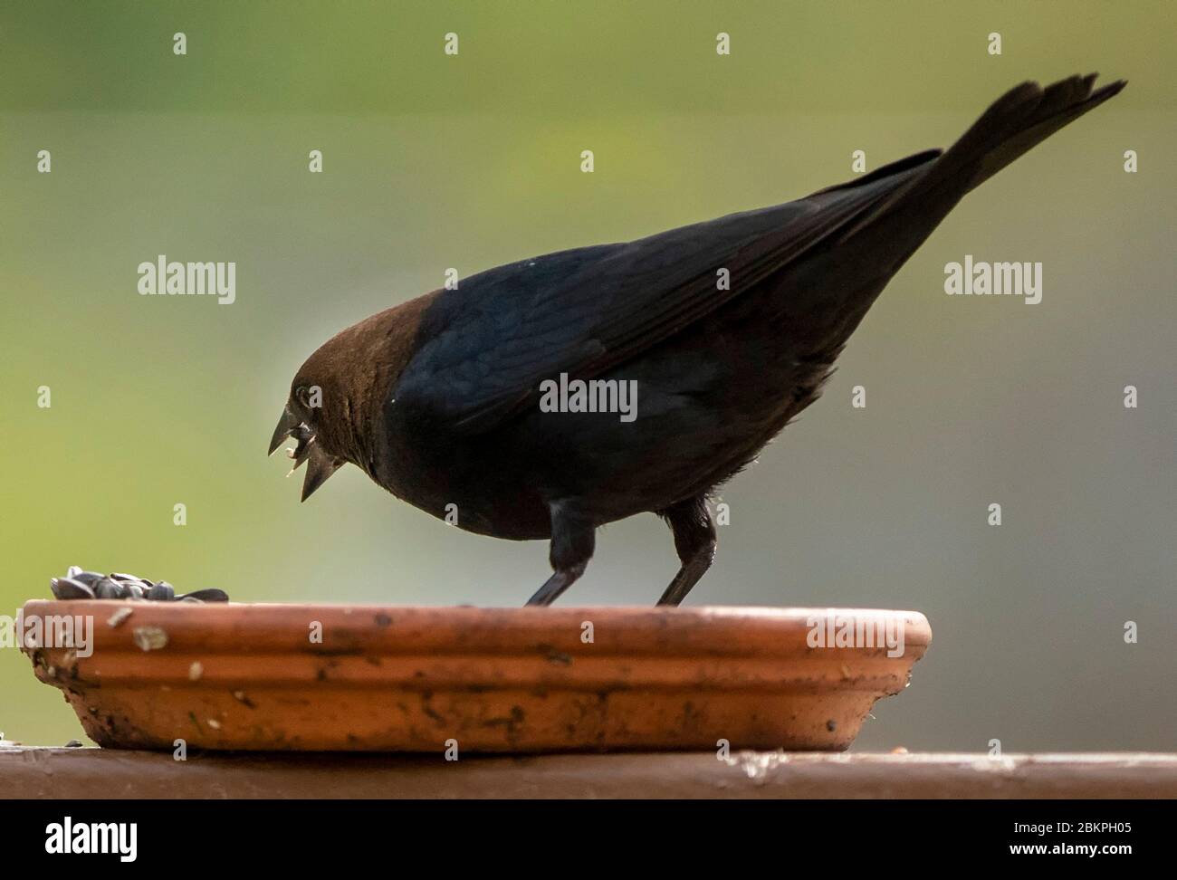 Female catbird hi-res stock photography and images - Alamy
