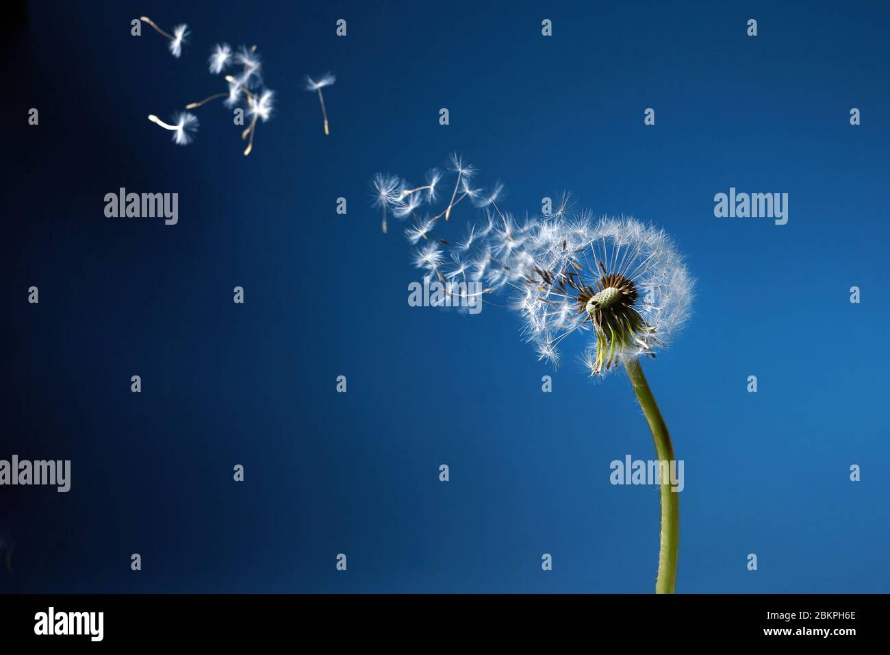 Dandelion with seeds blowing away in the wind in blue sky Stock Photo ...