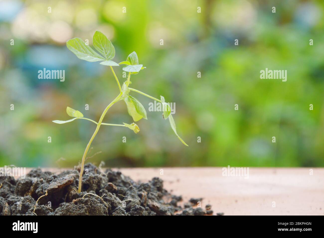 litter tree growth in dirt on wooden board Stock Photo - Alamy