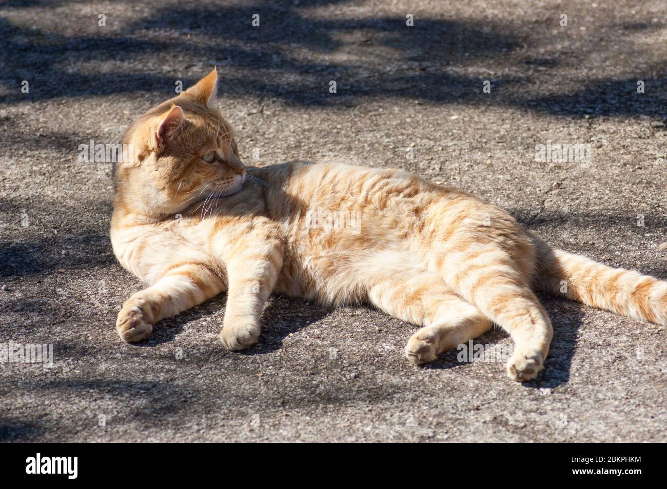 Cat staring into the distance hi-res stock photography and images - Alamy