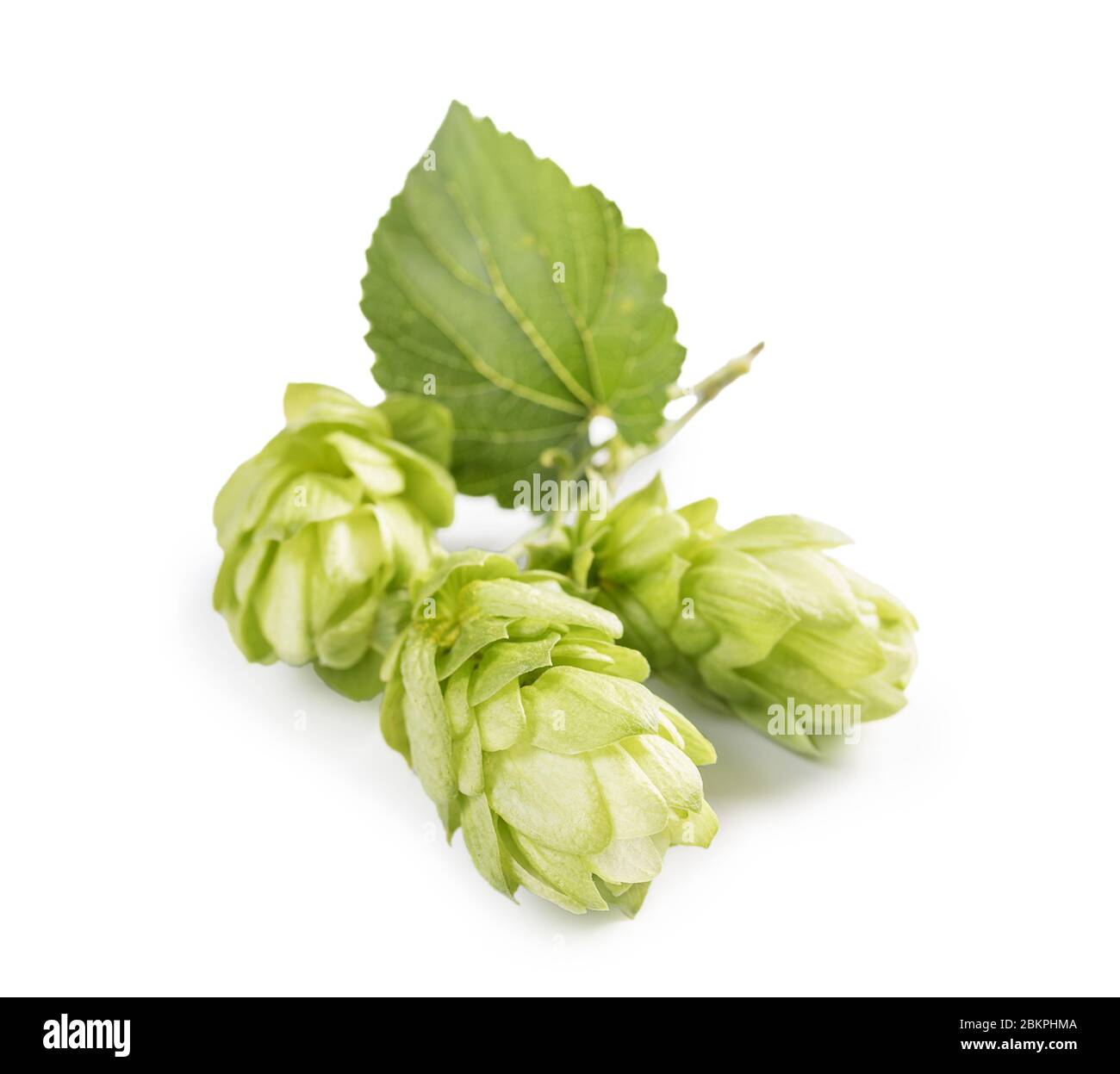 Hop cones isolated on white background Stock Photo - Alamy