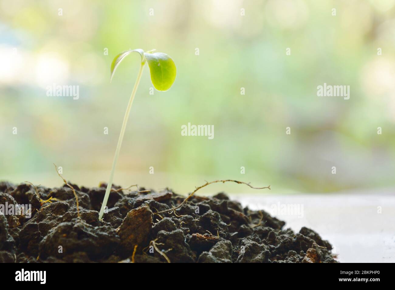 litter tree growth in dirt on wooden board Stock Photo - Alamy