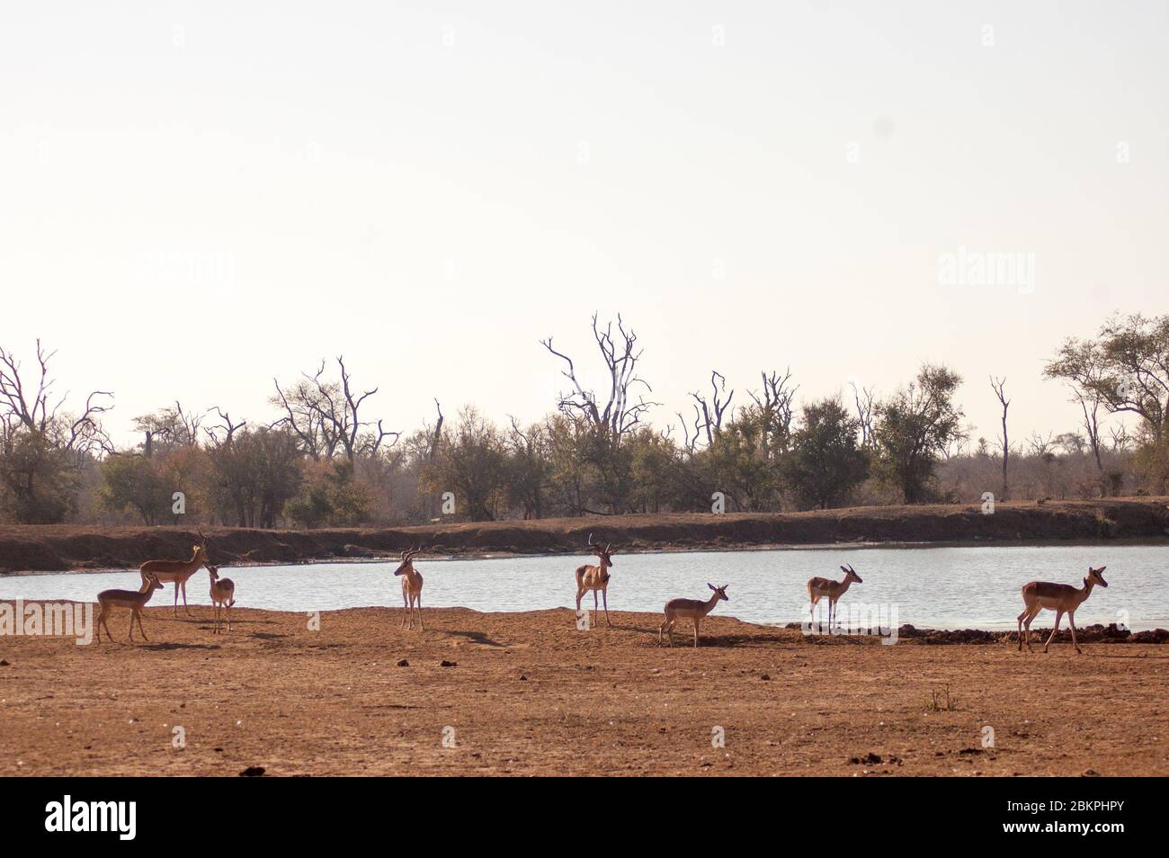 Two wild deer in a Safari Park in Africa. These fast agile animals are ...