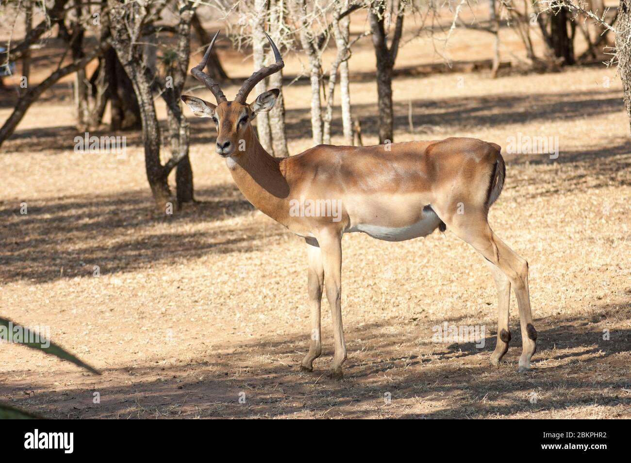 A single wild deer in a Safari Park in Africa. These fast agile animals ...