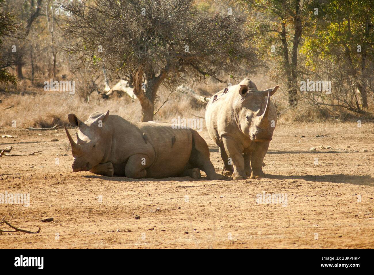 Wild Rhinoceros in an African safari park. A rhinoceros, commonly ...