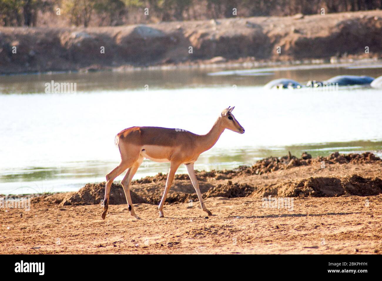 A single wild deer in a Safari Park in Africa. These fast agile animals ...