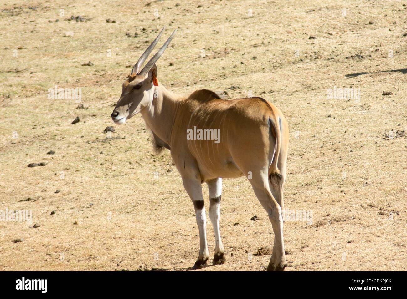 A wild Common Eland (or Antelope) in a South African game reserve or ...