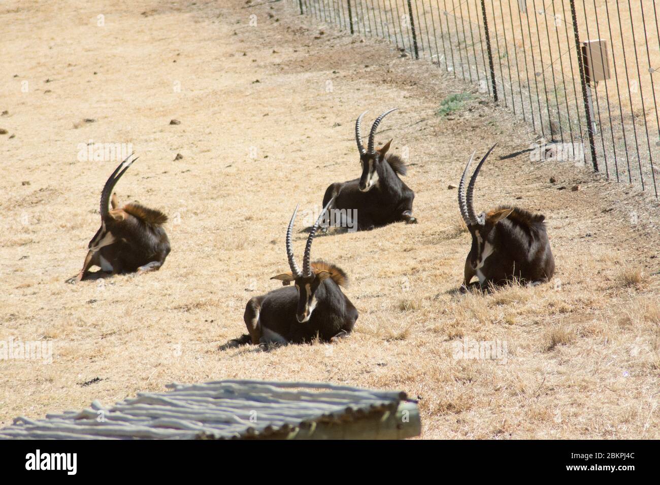 A group of Gemsbok or Gemsbuck in South African Game Reserve Stock ...