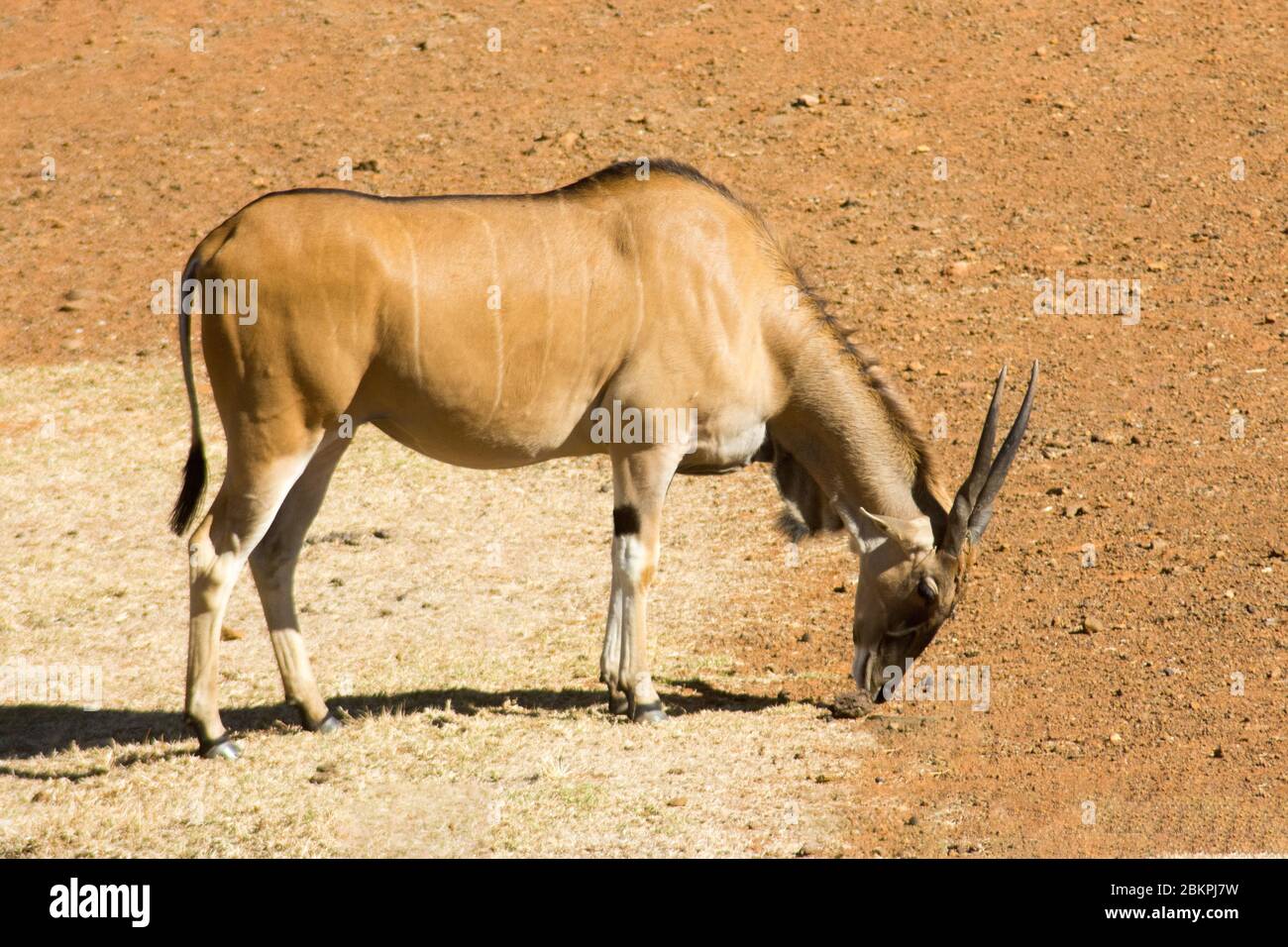 A wild Common Eland (or Antelope) in a South African game reserve or ...
