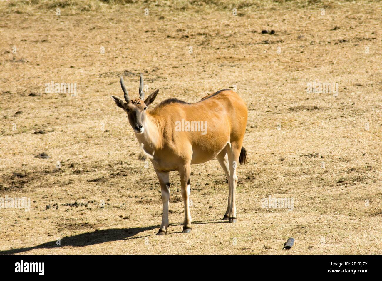 A wild Common Eland (or Antelope) in a South African game reserve or ...