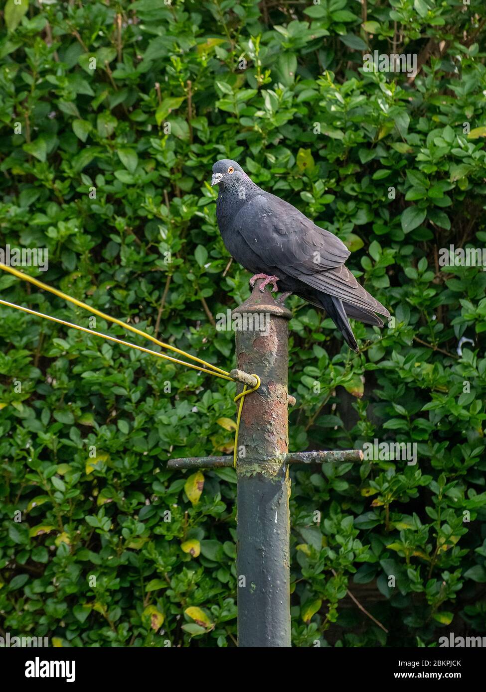 Scottish Garden Birds in April Stock Photo - Alamy