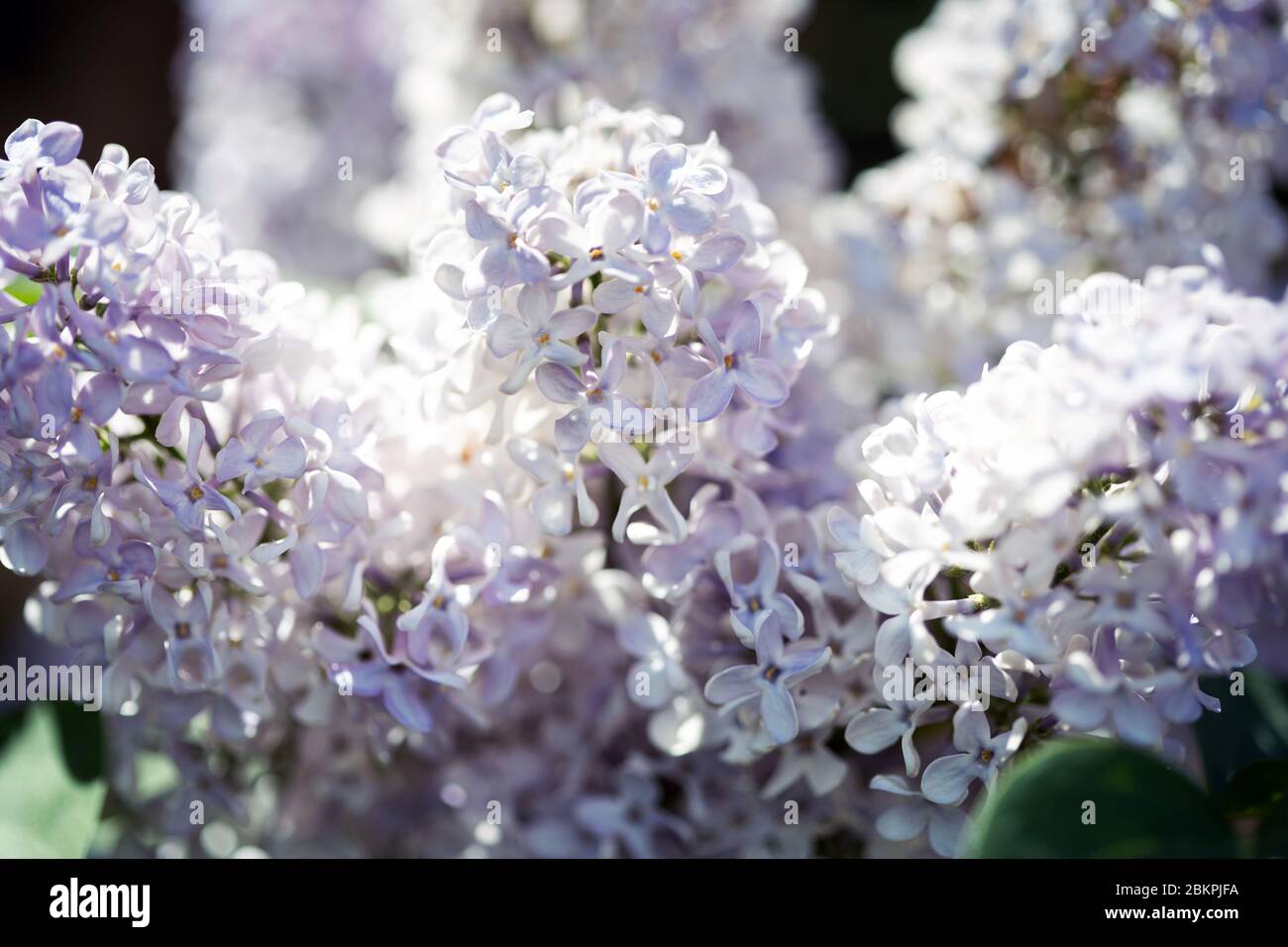 Flowering branches of lilac flowers in spring garden Stock Photo - Alamy