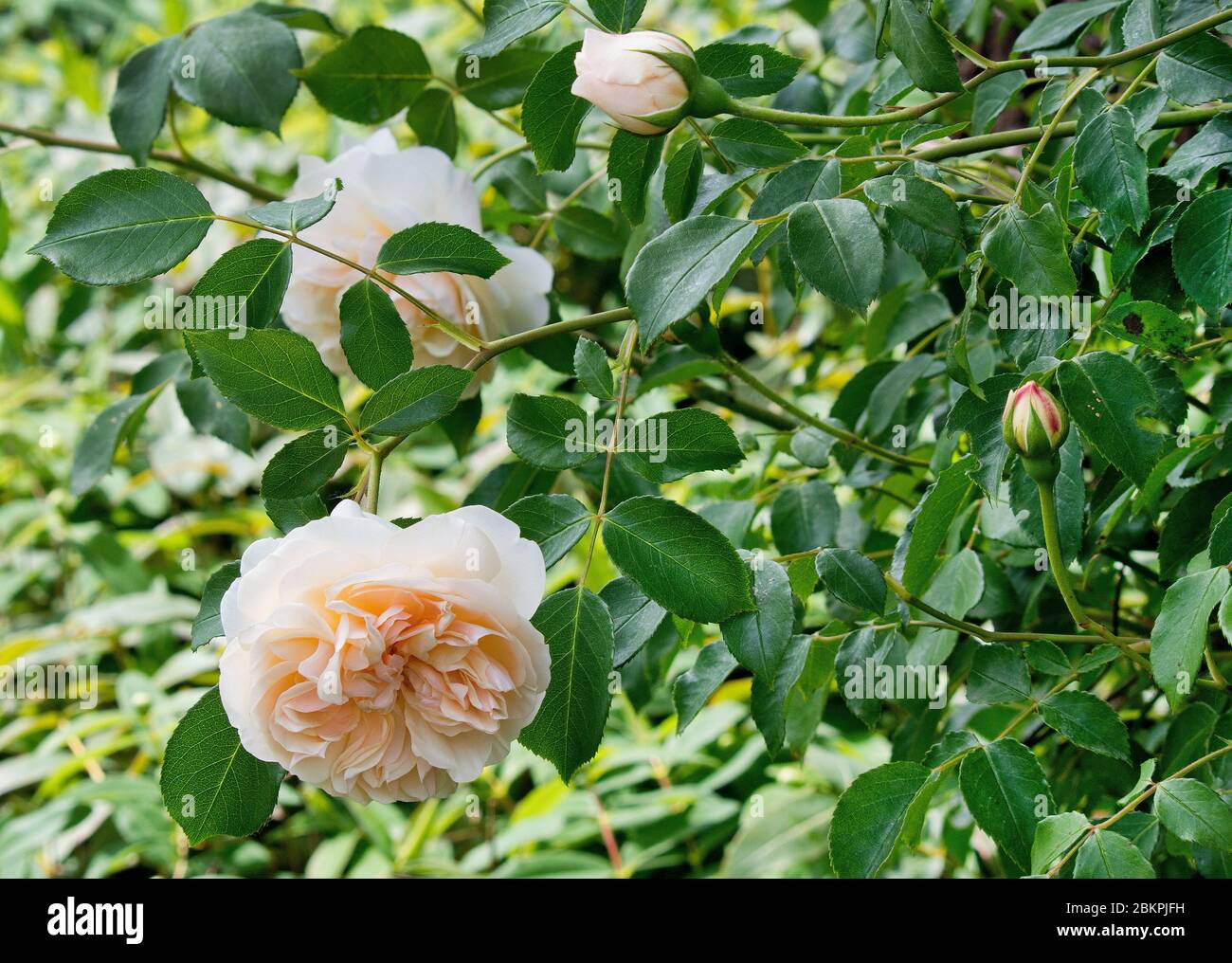 Flowers of cream-color rose Stock Photo - Alamy