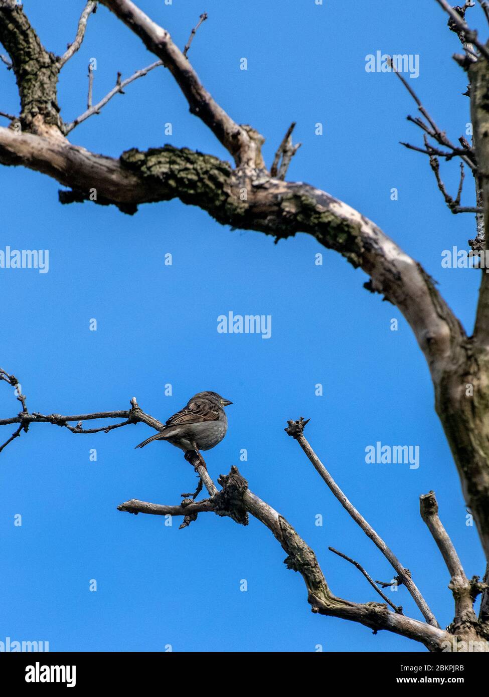 Scottish Garden Birds in April Stock Photo - Alamy