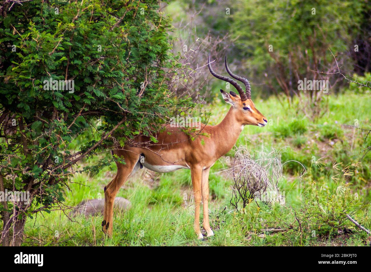 A single wild deer in a Safari Park in Africa. These fast agile animals ...