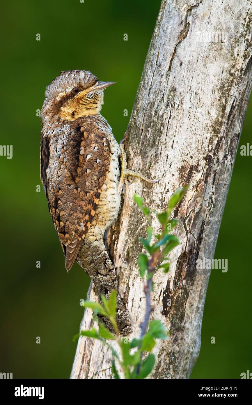 Inconspicuous plumage hi-res stock photography and images - Alamy