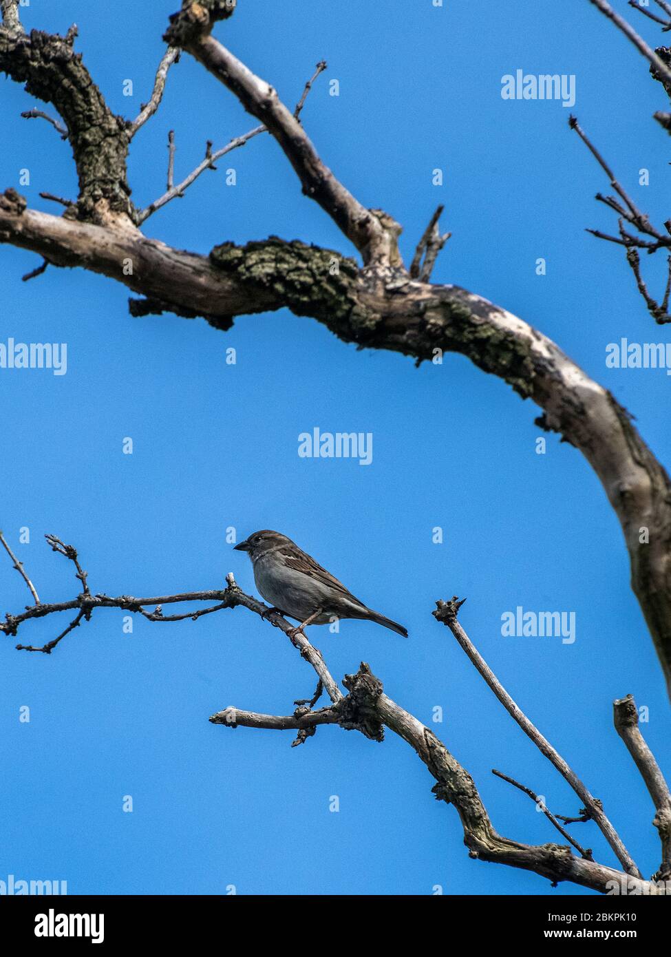 Scottish Garden Birds in April Stock Photo - Alamy