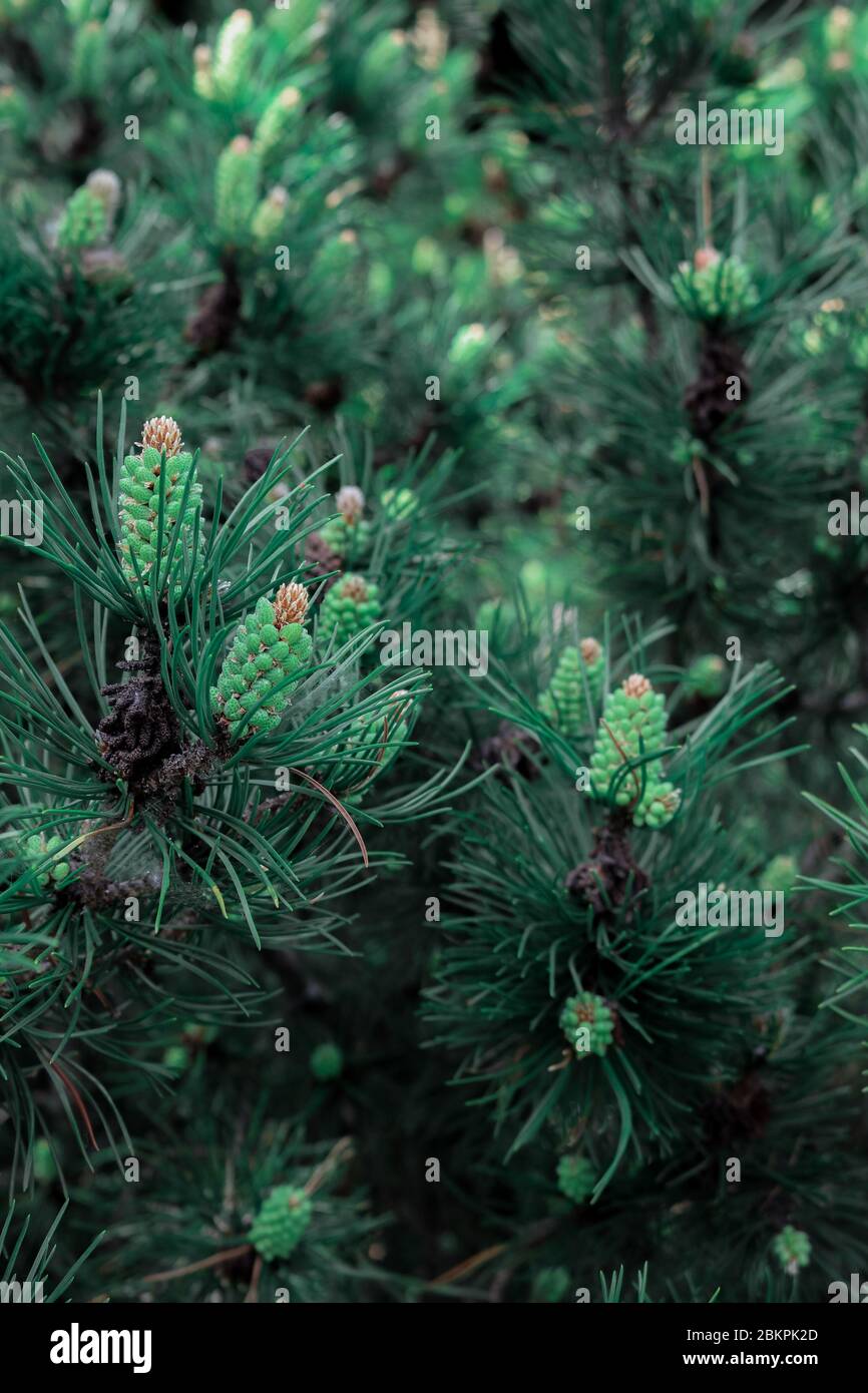 Pine tree forest. Closeup of fir-tree cones Stock Photo - Alamy