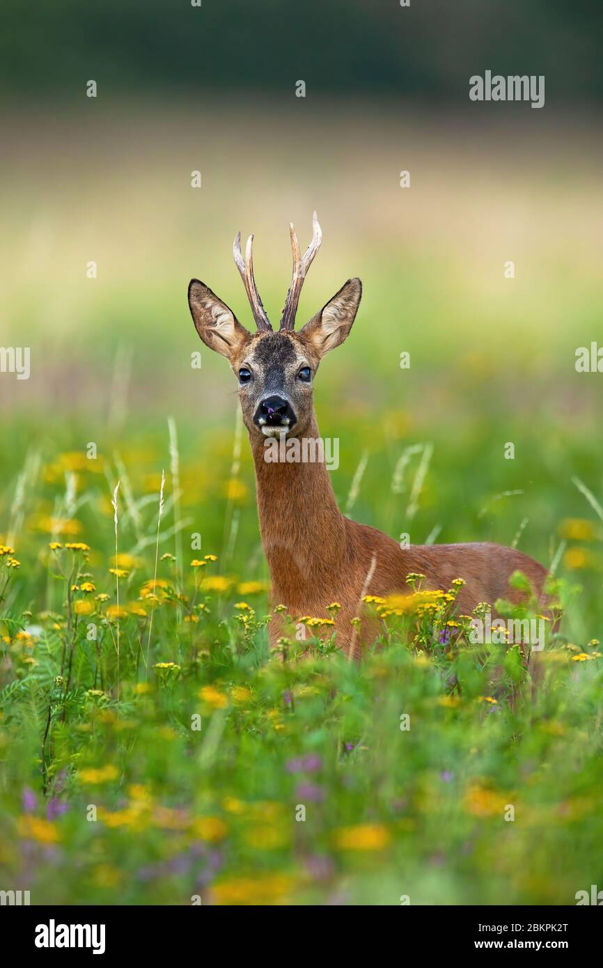 Buck eye hi-res stock photography and images - Alamy