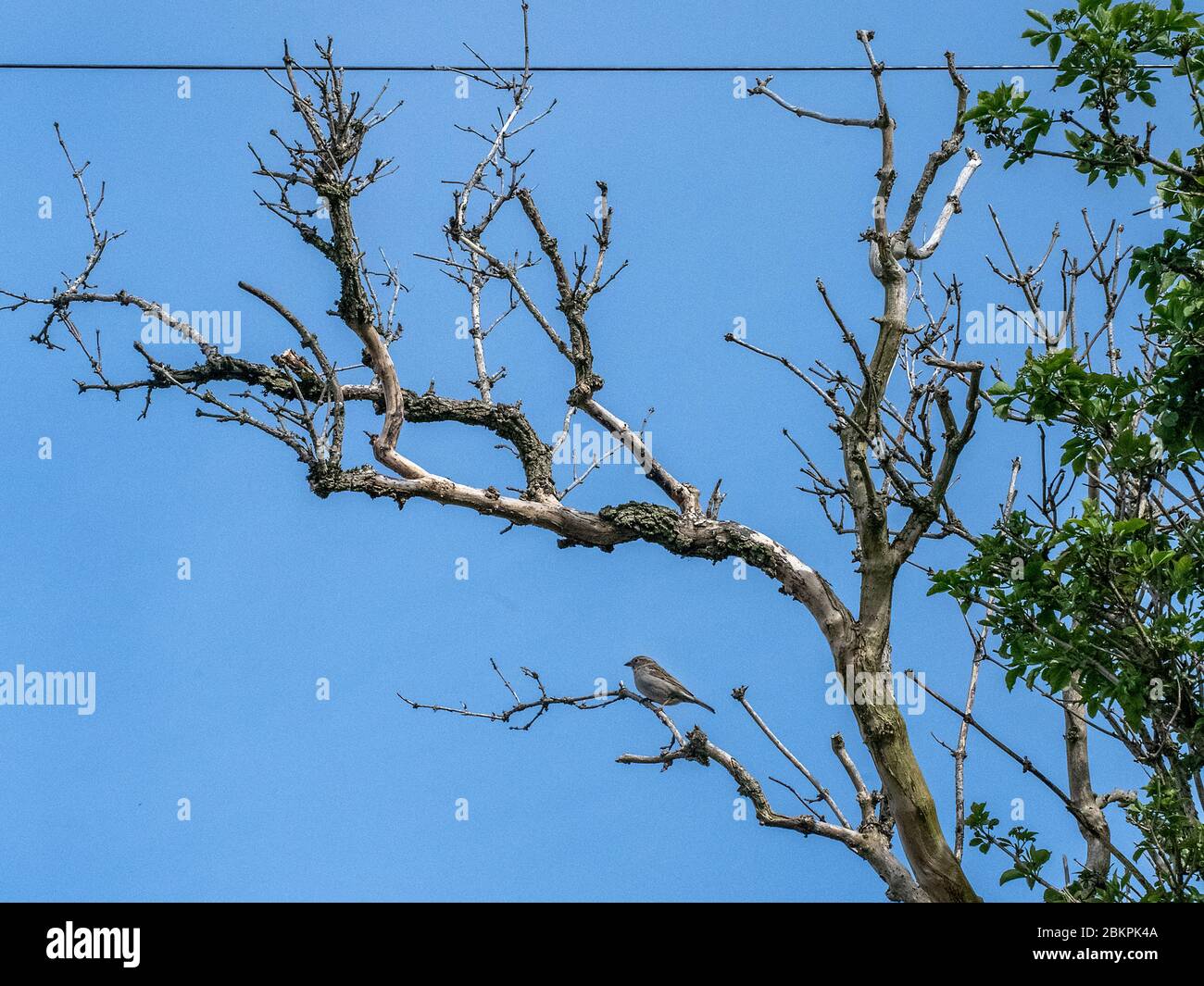 Scottish Garden Birds in April Stock Photo - Alamy