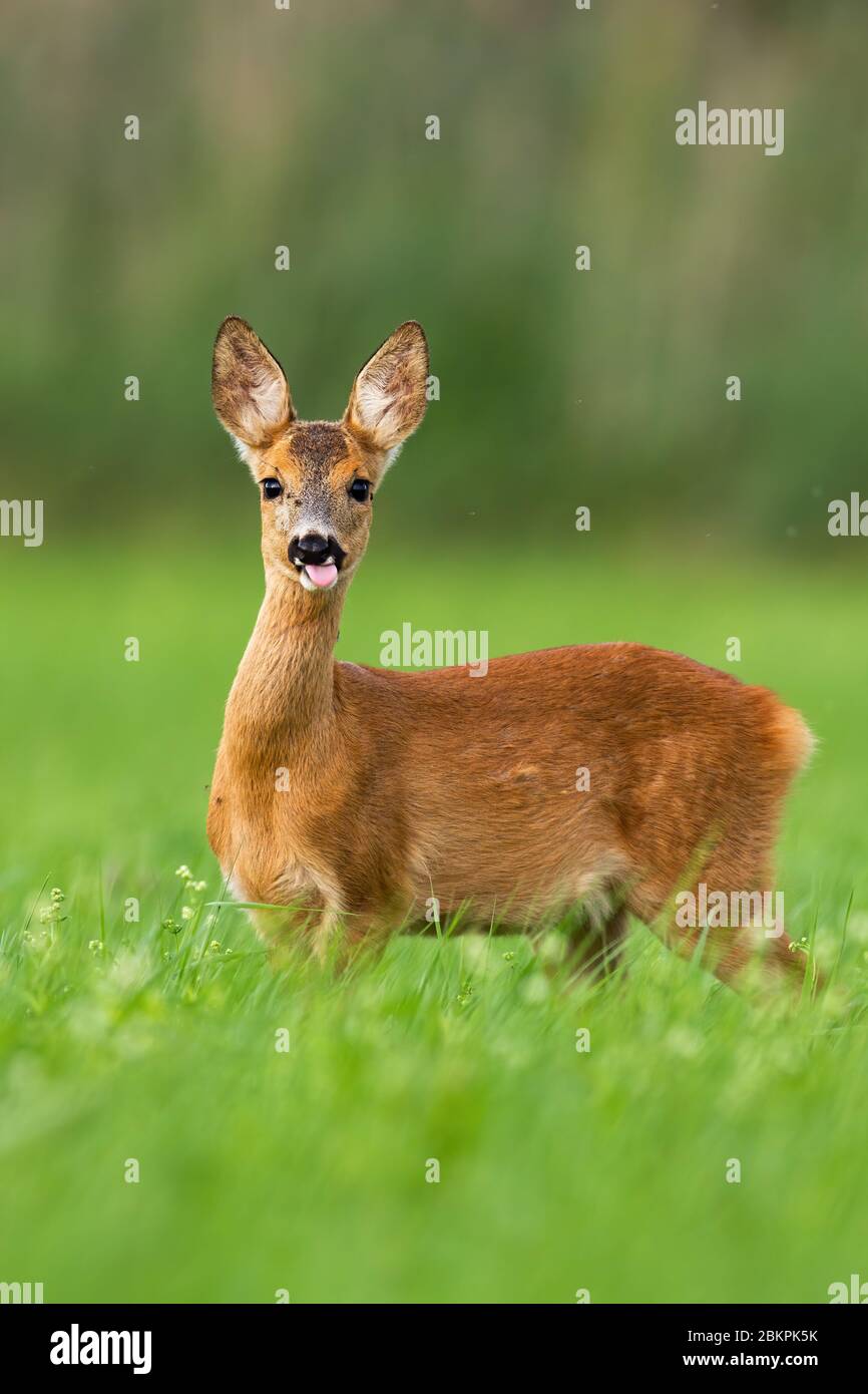 Hay on meadow shooting in hi-res stock photography and images - Alamy