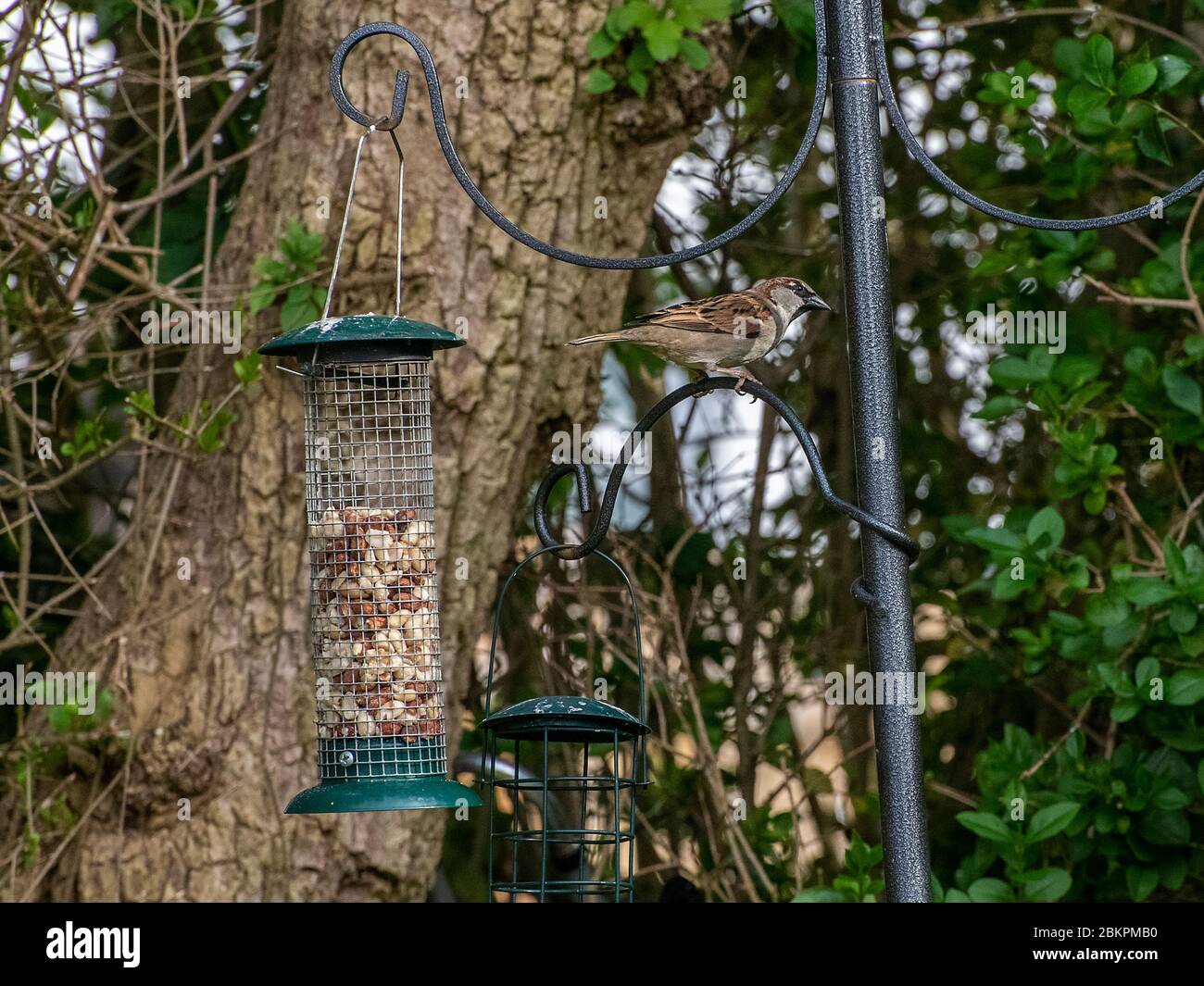 Scottish Garden Birds in April Stock Photo - Alamy