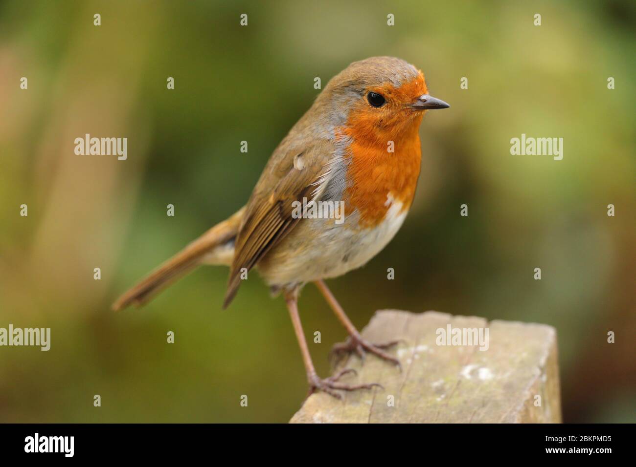 Robin redbreast searching for food hi-res stock photography and images ...