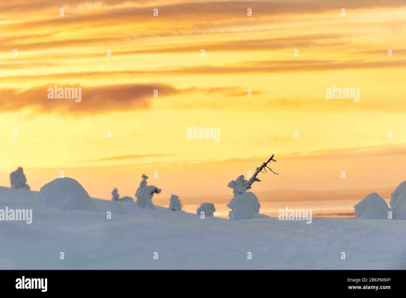 Landscape with snow covered trees in polar forest under sunset Stock ...