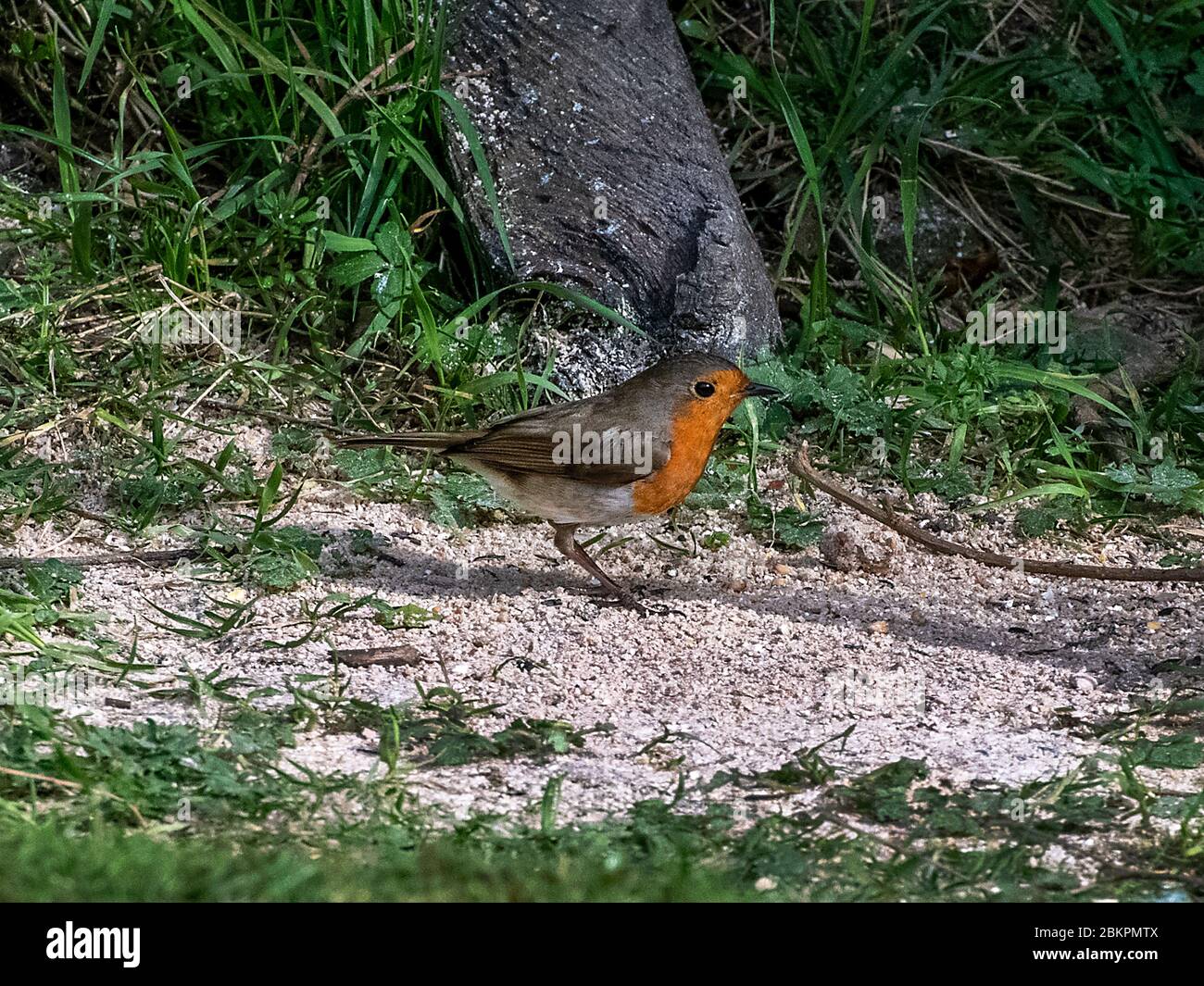 A small Robin enjoying the sunshine in a Scottish garden in April Stock ...