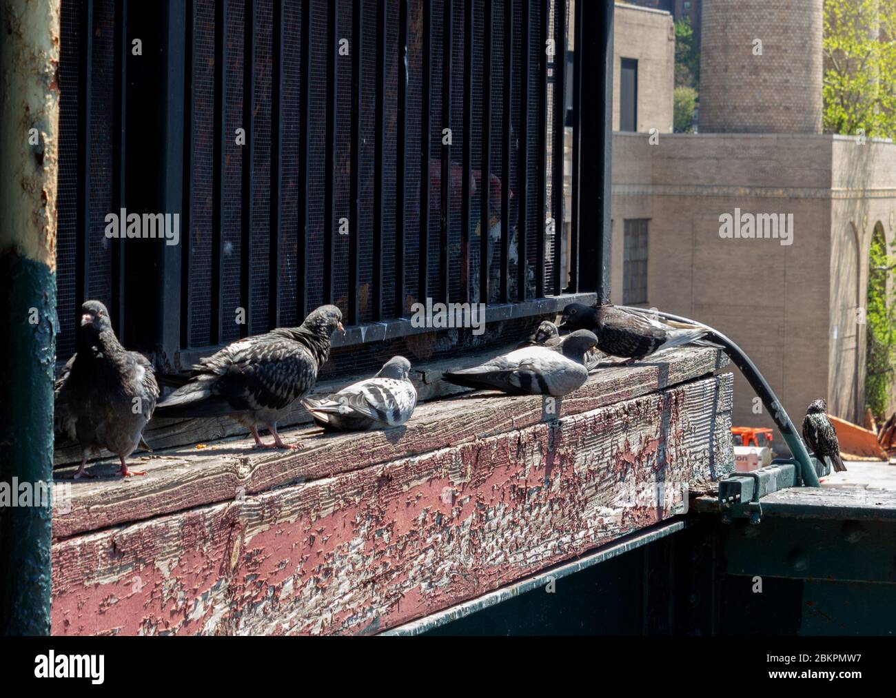 Scruffy pigeons hi-res stock photography and images - Alamy