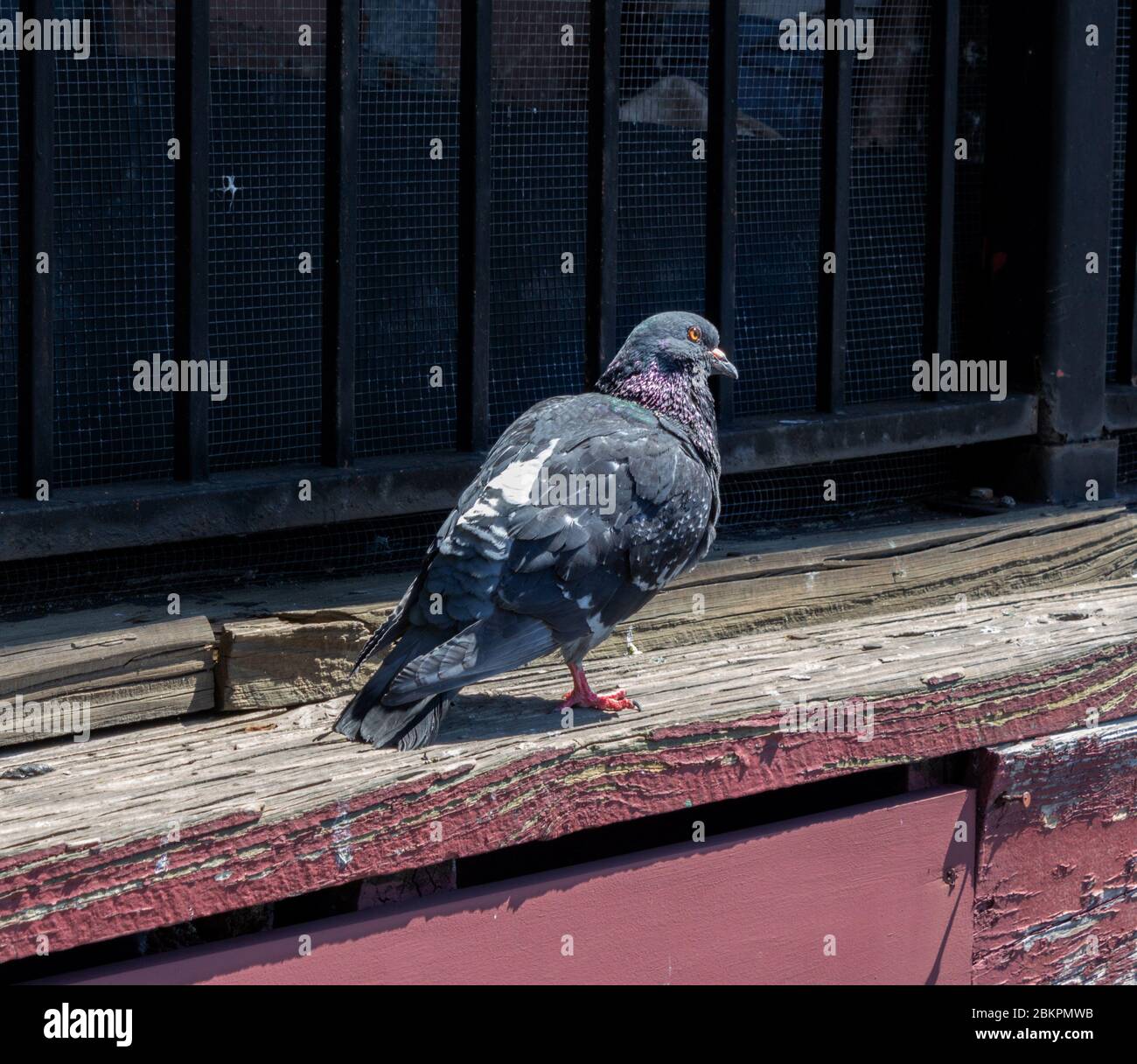 One common view hi-res stock photography and images - Alamy