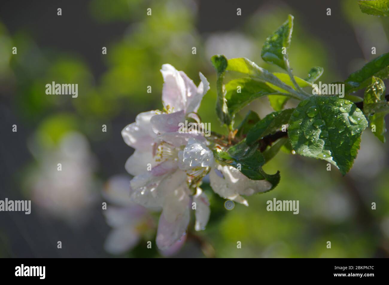 Water drops on an apple bloom after the rain. Macro view of wet fresh ...