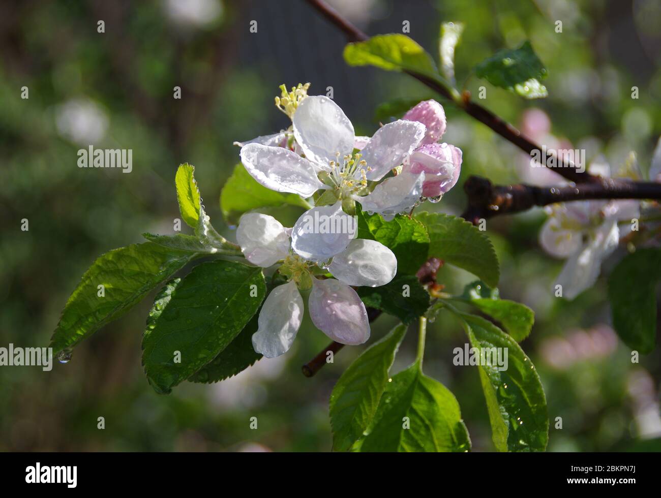 Wet in outdoor environment hi-res stock photography and images - Alamy