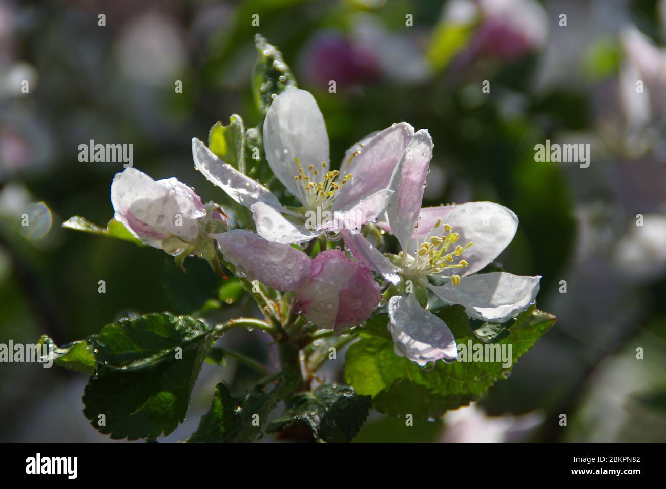Wet rain water hi-res stock photography and images - Alamy